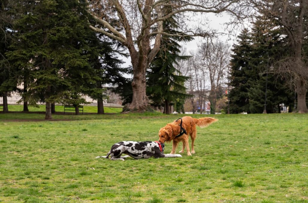 Whidbey Island Dog Park: Ultimate Guide